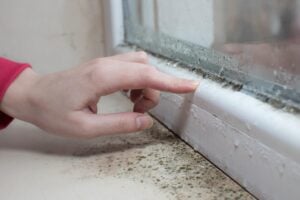 Can Mold Grow in the Cold? Common Winter Mold Questions | Restoration 1