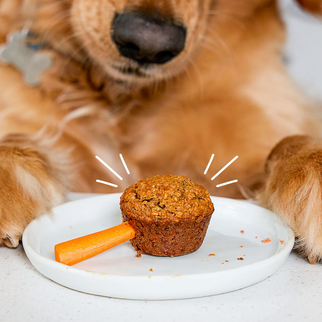 Pet Supplies Near Me In Cranston Pet Care Dog Cat Food And Small Pet Supplies Near Me In Cranston Pet Care Dog Cat Food And Small