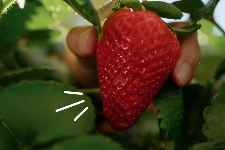 Fresh Produce Near Me in Forney, TX - Fruit & Vegetable Market