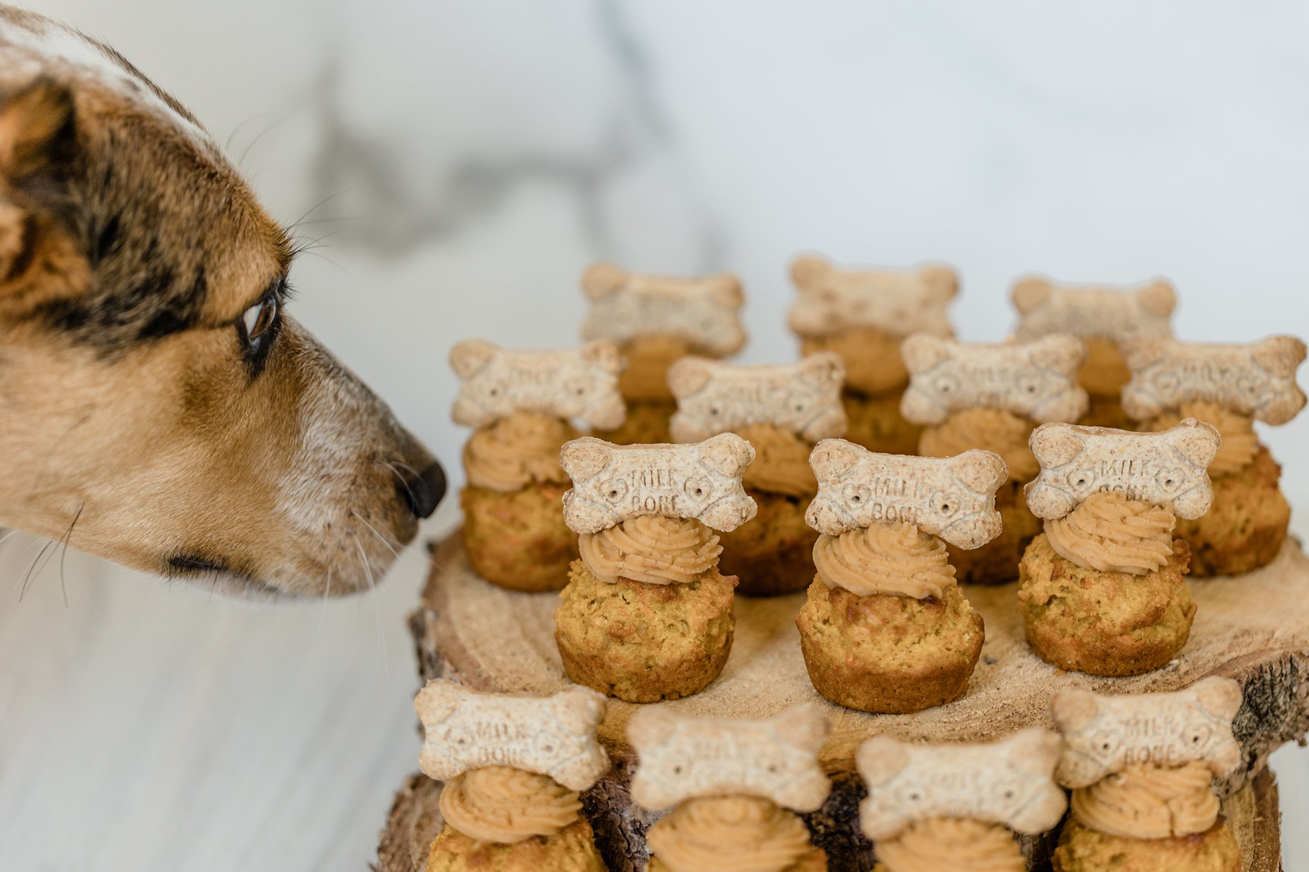 Pet Supplies & Food Near Me in Bryn Mawr – Dog Food, Cat Food, Pet Care